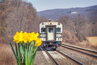 Spring Flowers and Harlem Line Track Work – I Ride The Harlem Line