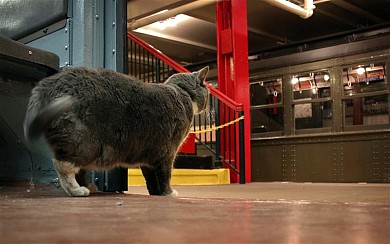 The life of a subway cat… – I Ride The Harlem Line