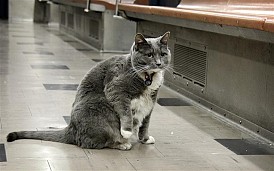 The life of a subway cat… – I Ride The Harlem Line