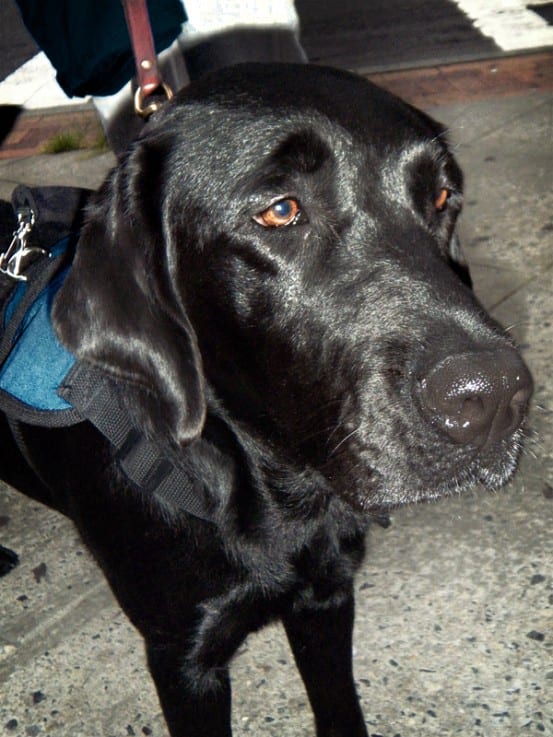 Heeling Autism Service Dogs at White Plains Station – I Ride The Harlem ...
