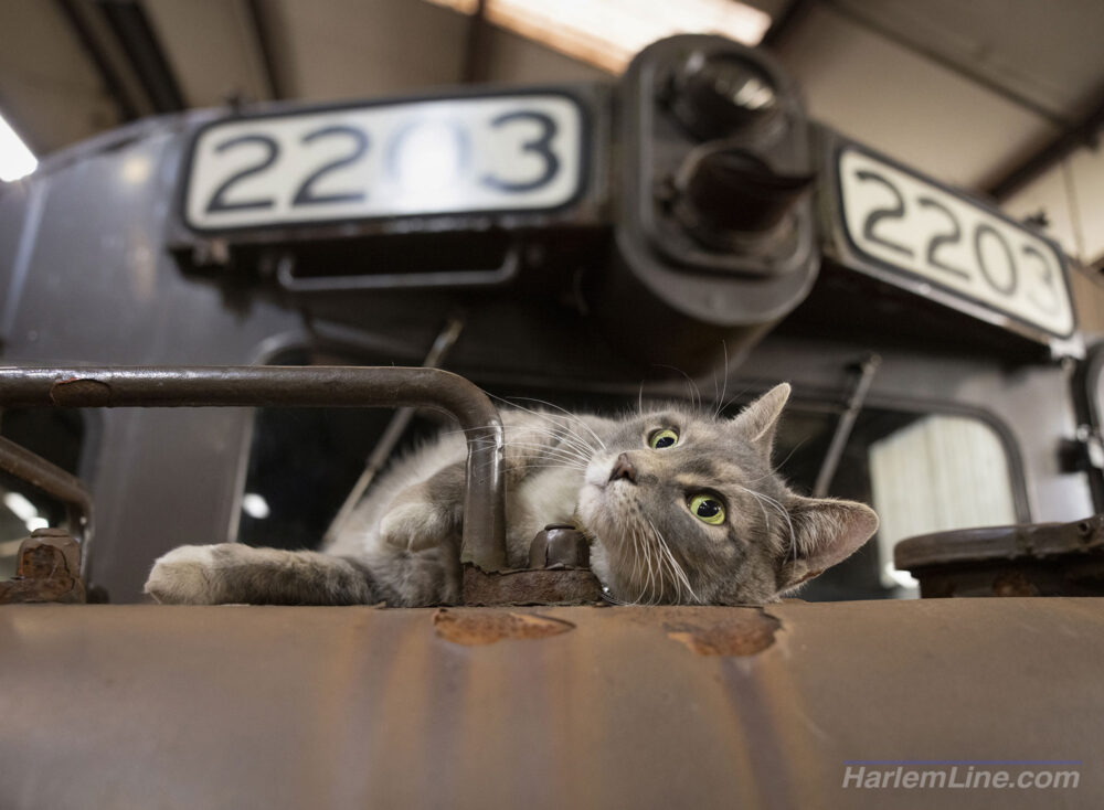 The Life of a Railroad Shop Cat… – I Ride The Harlem Line
