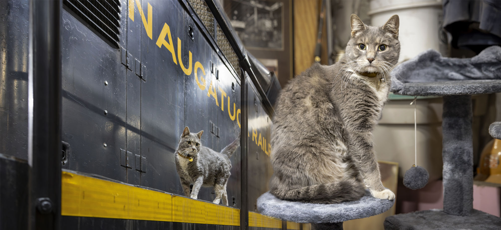 The Life of a Railroad Shop Cat… – I Ride The Harlem Line